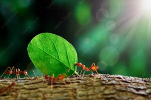 Teamwork According to Ants - Navigators Train – Develop – Care